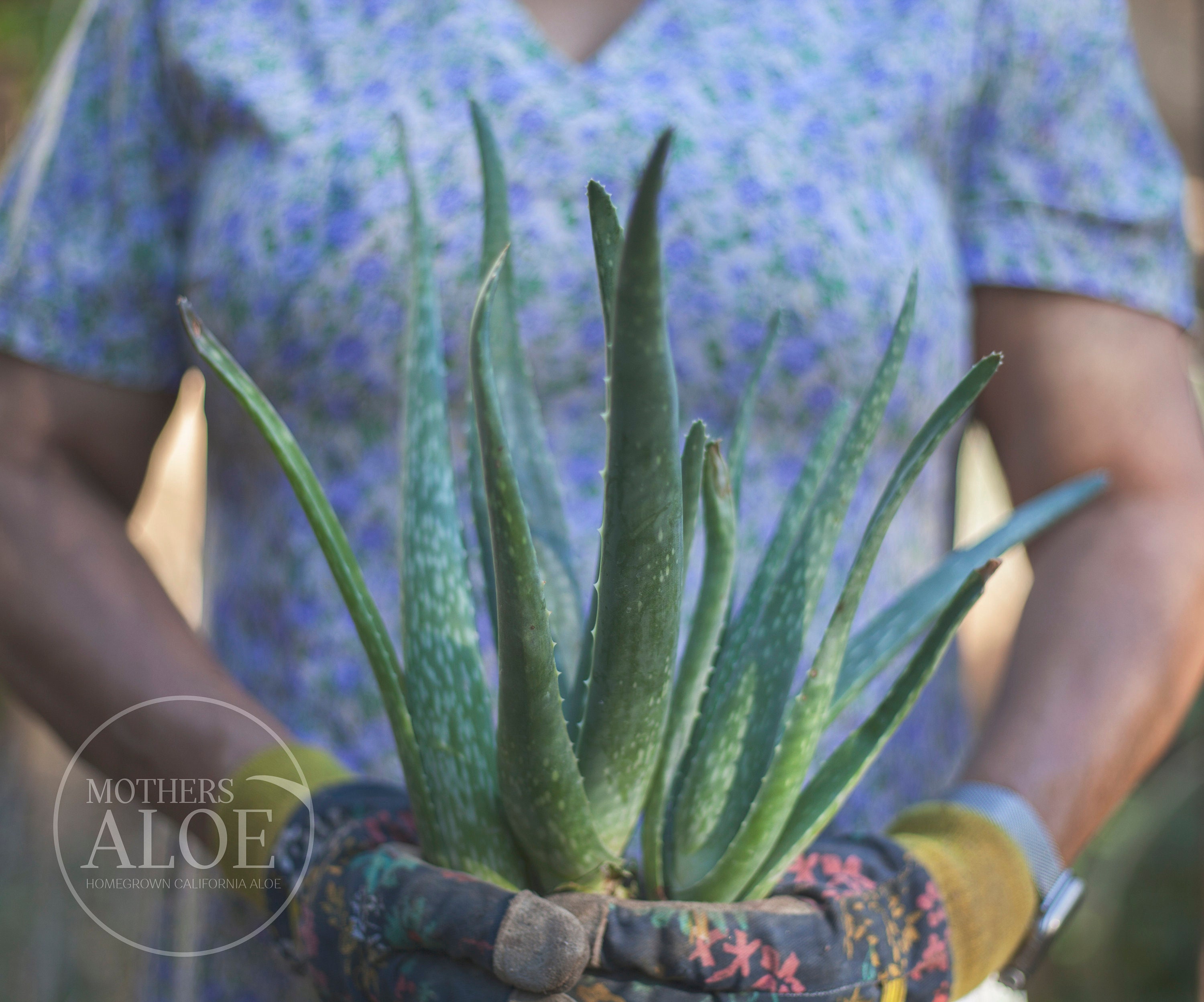 3 Organic Small Aloe Vera, Aloe Barbadensis Miller, Live Plant ...
