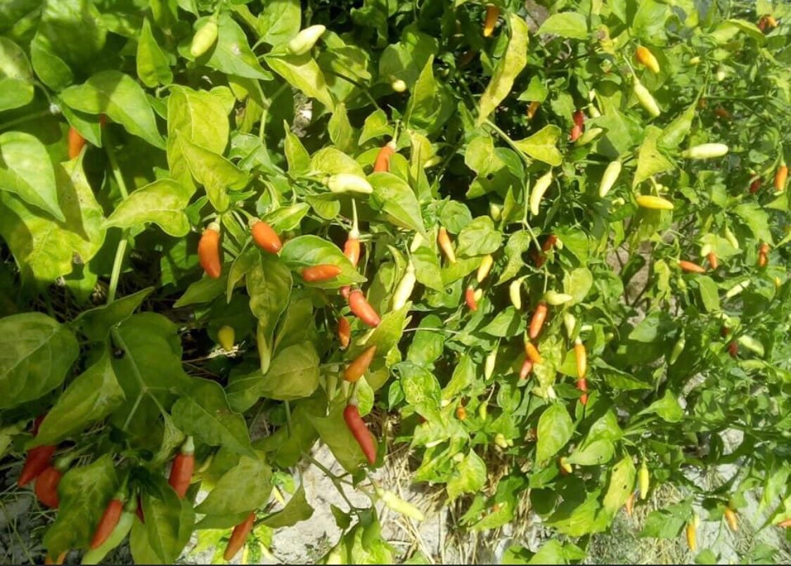 Garden Bird Pepper Seed - Etsy