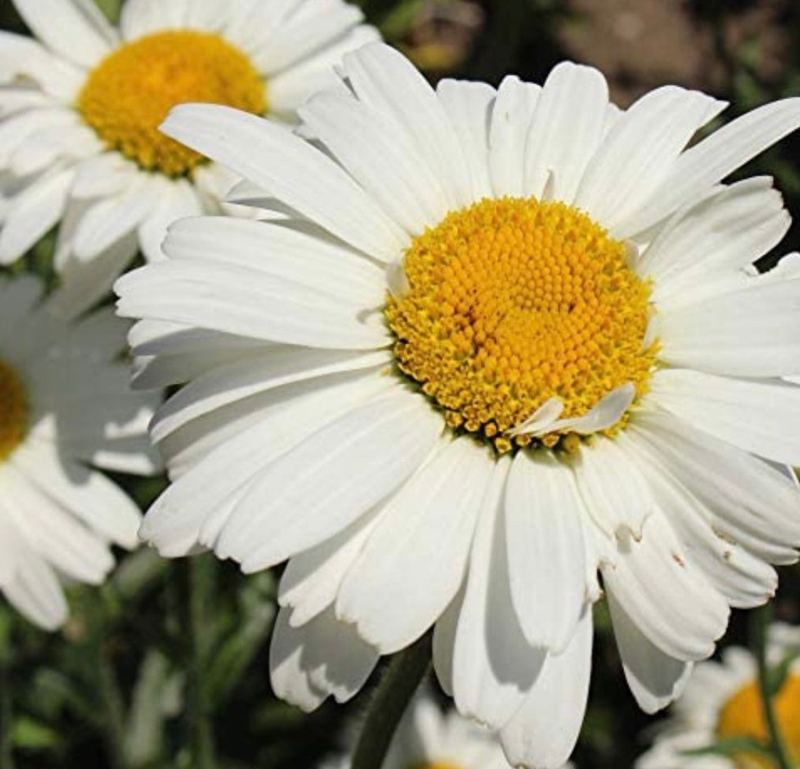 Shasta Daisy Seed-alaska - Etsy