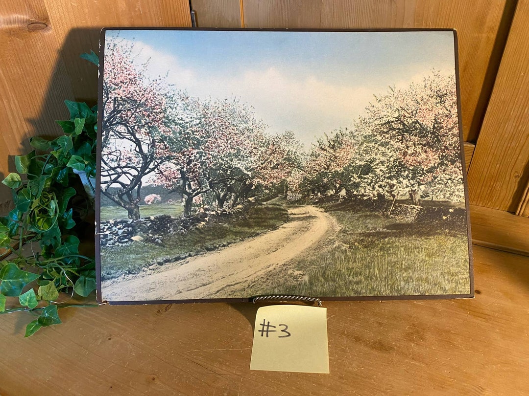 Vintage Art Print: Cherry Blossom Tree 3 M&B Inc. Pink Flowering Tree ...