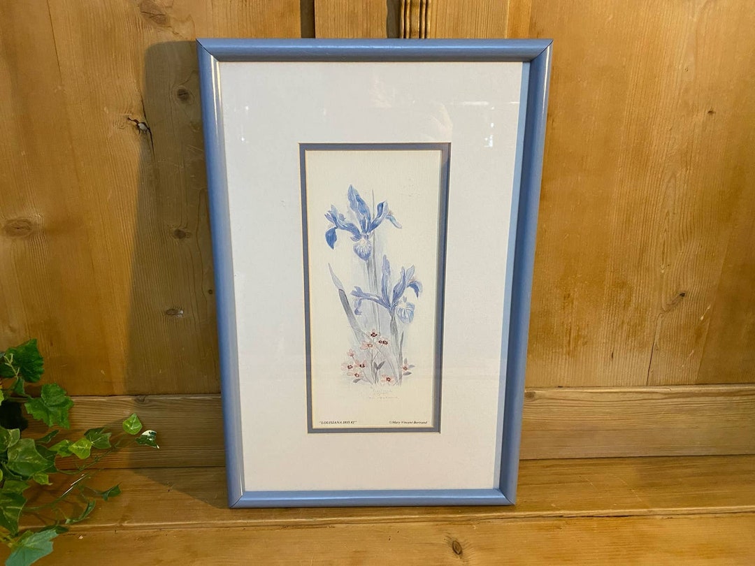 Vintage Framed Louisiana Iris Flower Art Print | Mary Vincent Bertrand ...