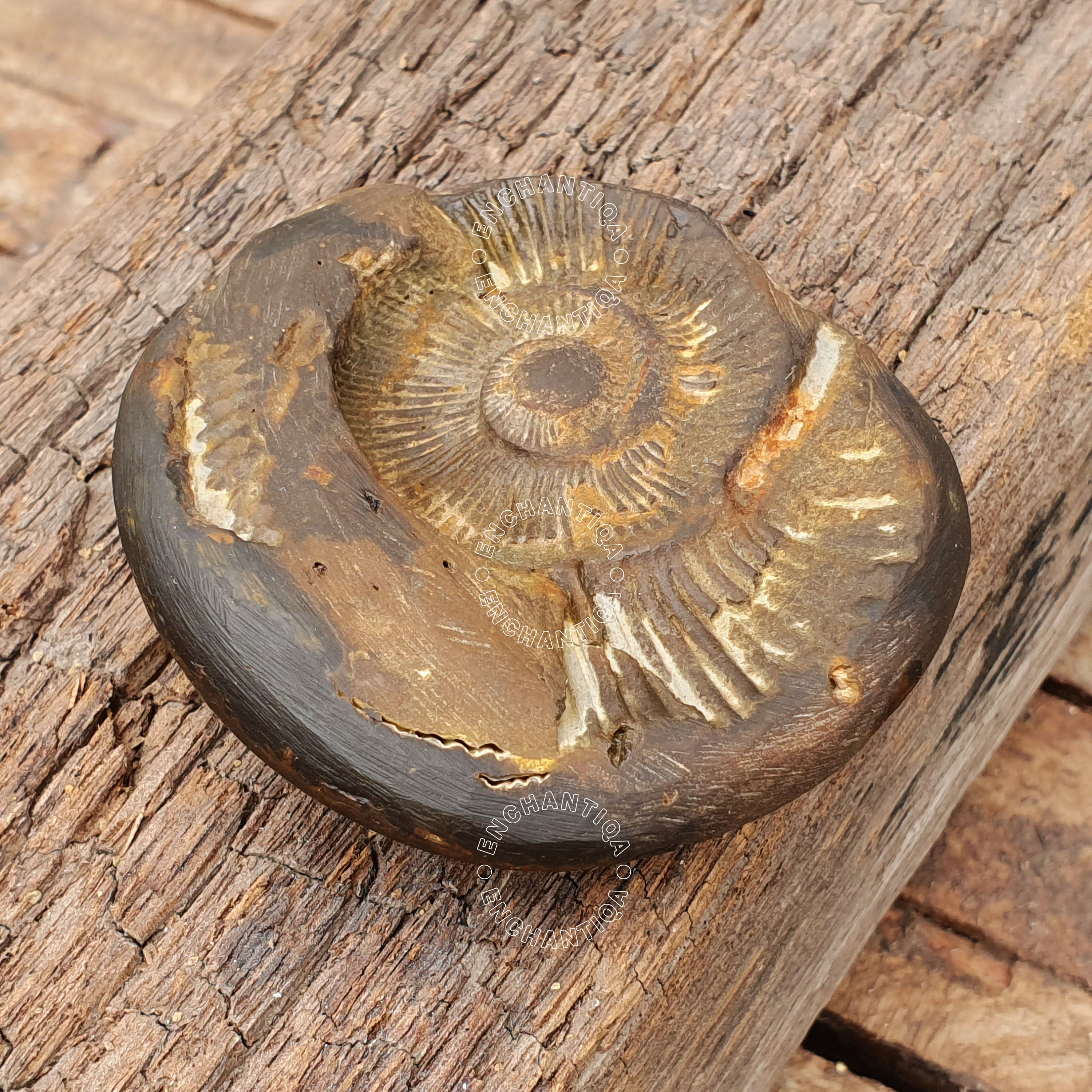 Rare White Yellow Shaligram, Rare Sudershan Shaligram, Religious Gifts ...