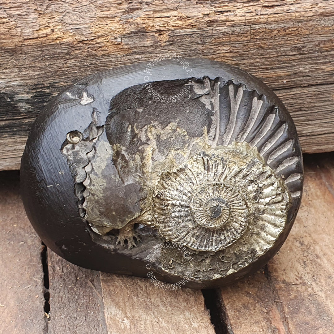 Big Size Golden Sacred Sudarshan Shaligram Stone, Salagram Stone ...