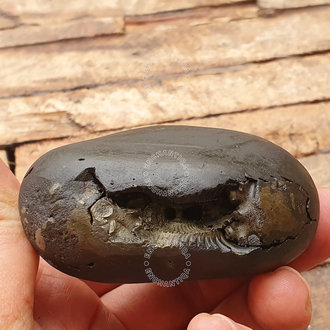 Rare Golden Narsimha Shaligram From Gandaki River Nepal, Holy Stone ...