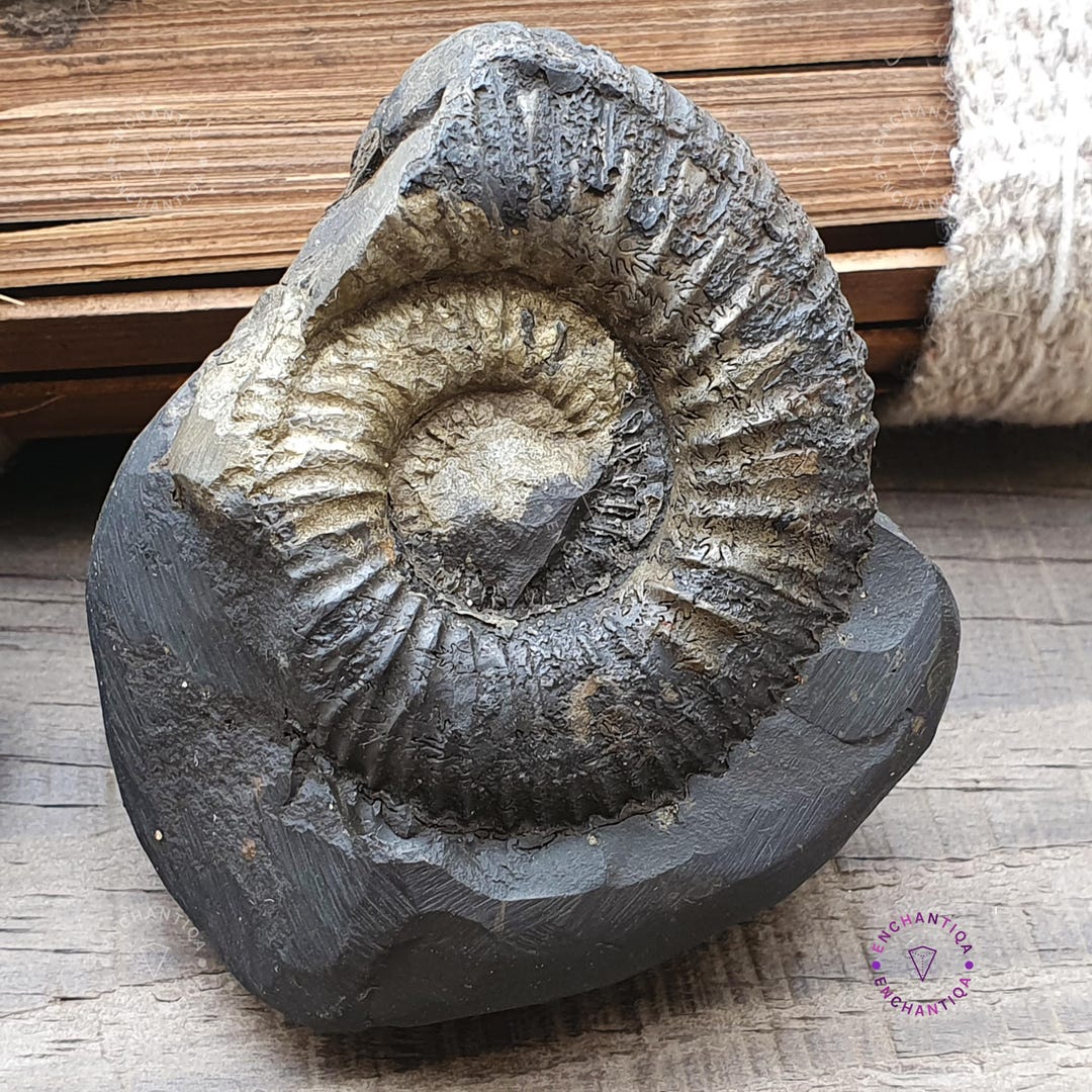 Buy Golden Sacred Sudarshan Shaligram Stone Discover Divine Energies ...