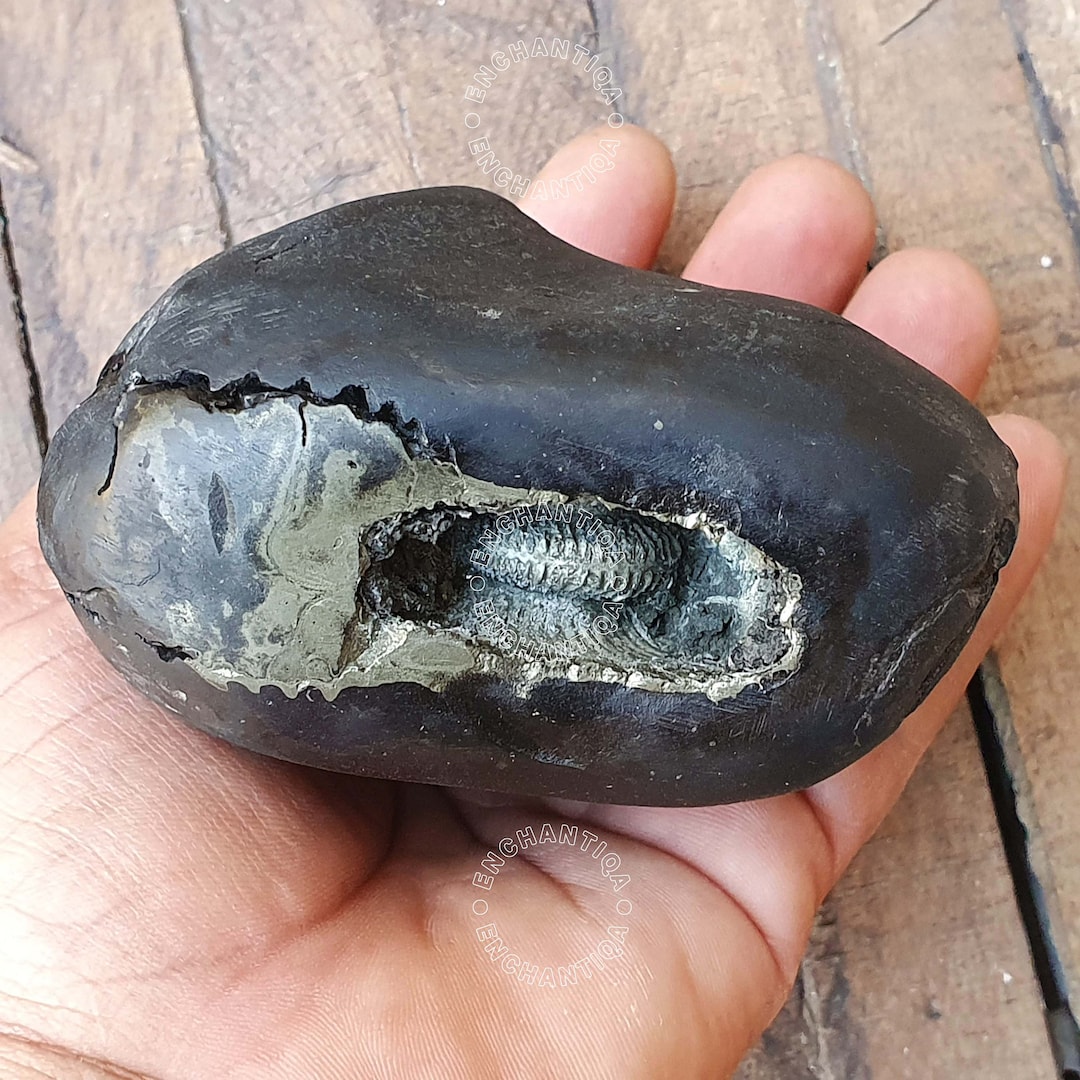 Big Golden Narsimha Shaligram From Gandaki River Nepal, Salagram Stone ...