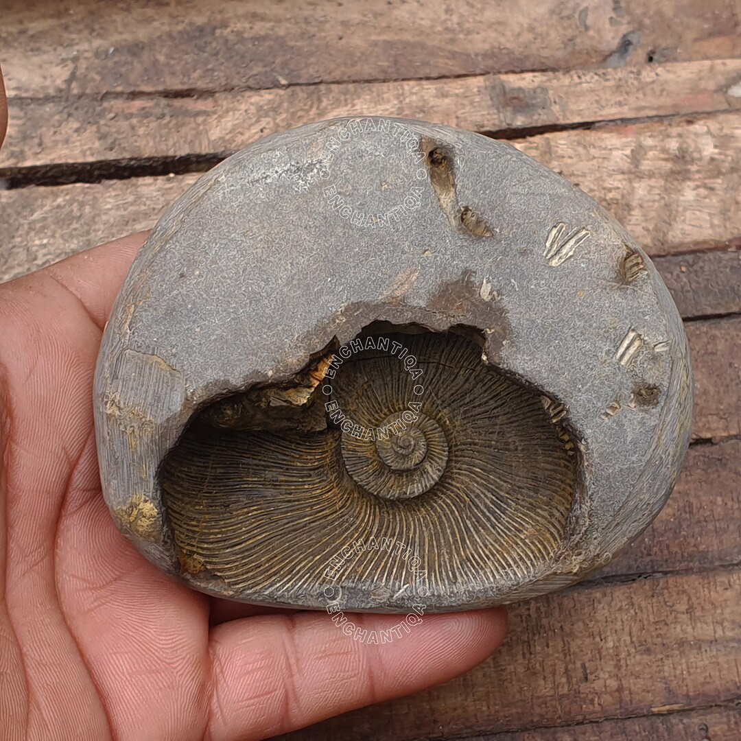 Rare Big Yellow White Shaligram, Rare Sudershan Shaligram, Religious ...