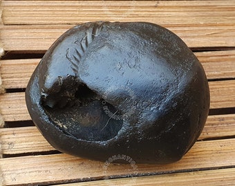 Rare Golden Narsimha Shaligram From Gandaki River Nepal, Holy Stone ...
