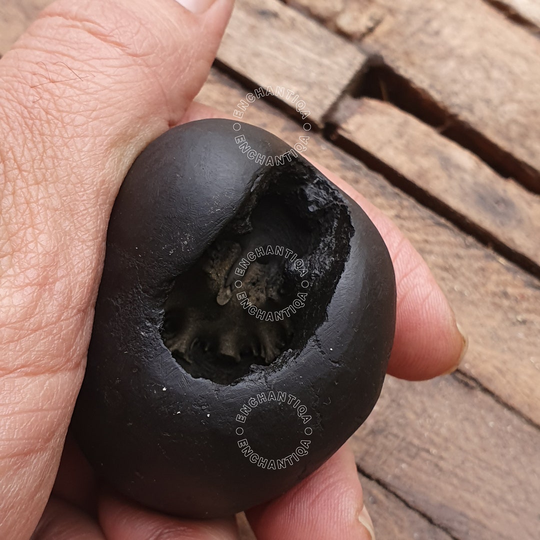 Small Golden Narsimha Shaligram Ji From Gandaki River Nepal, Saligram ...