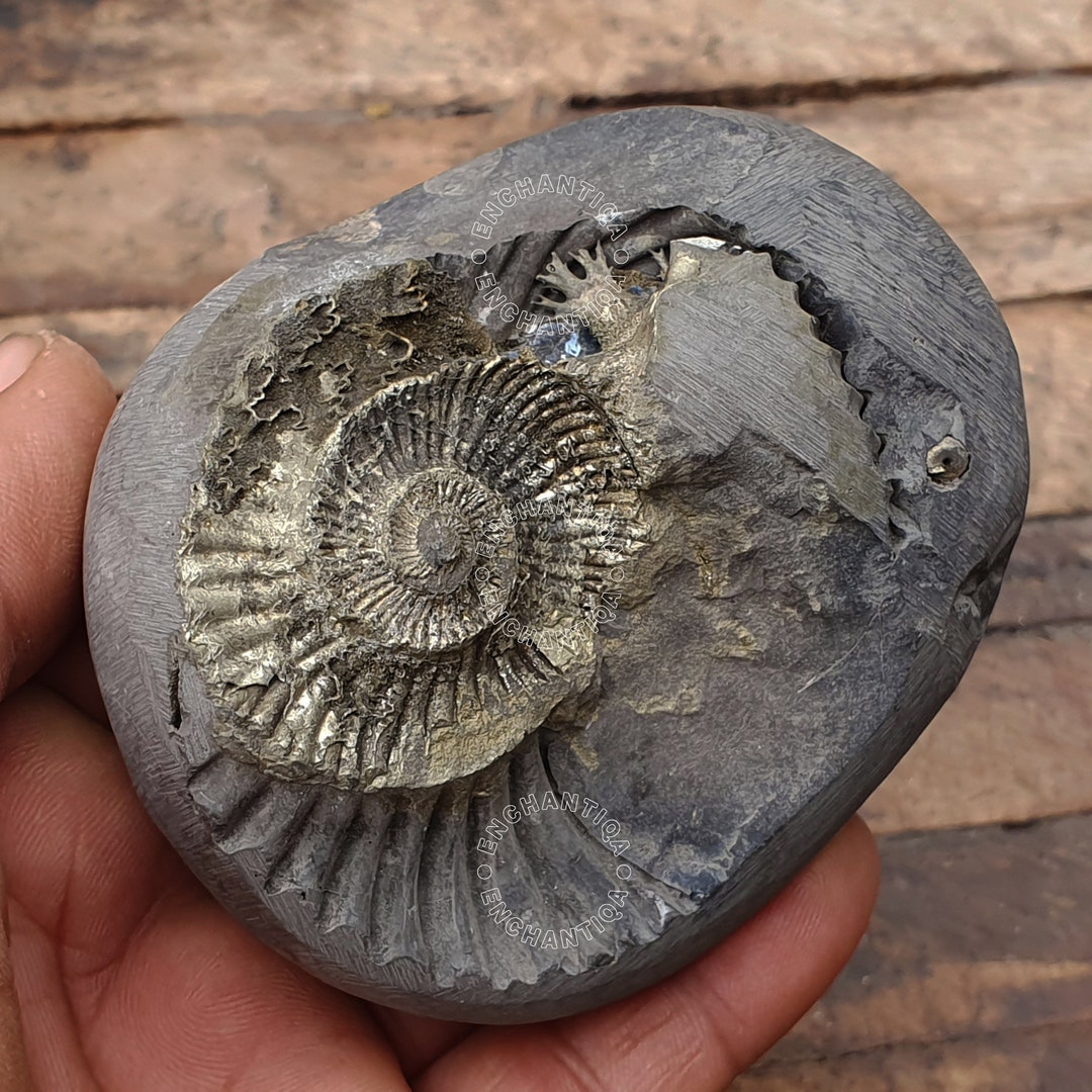 Big Size Golden Sacred Sudarshan Shaligram Stone, Salagram Stone ...