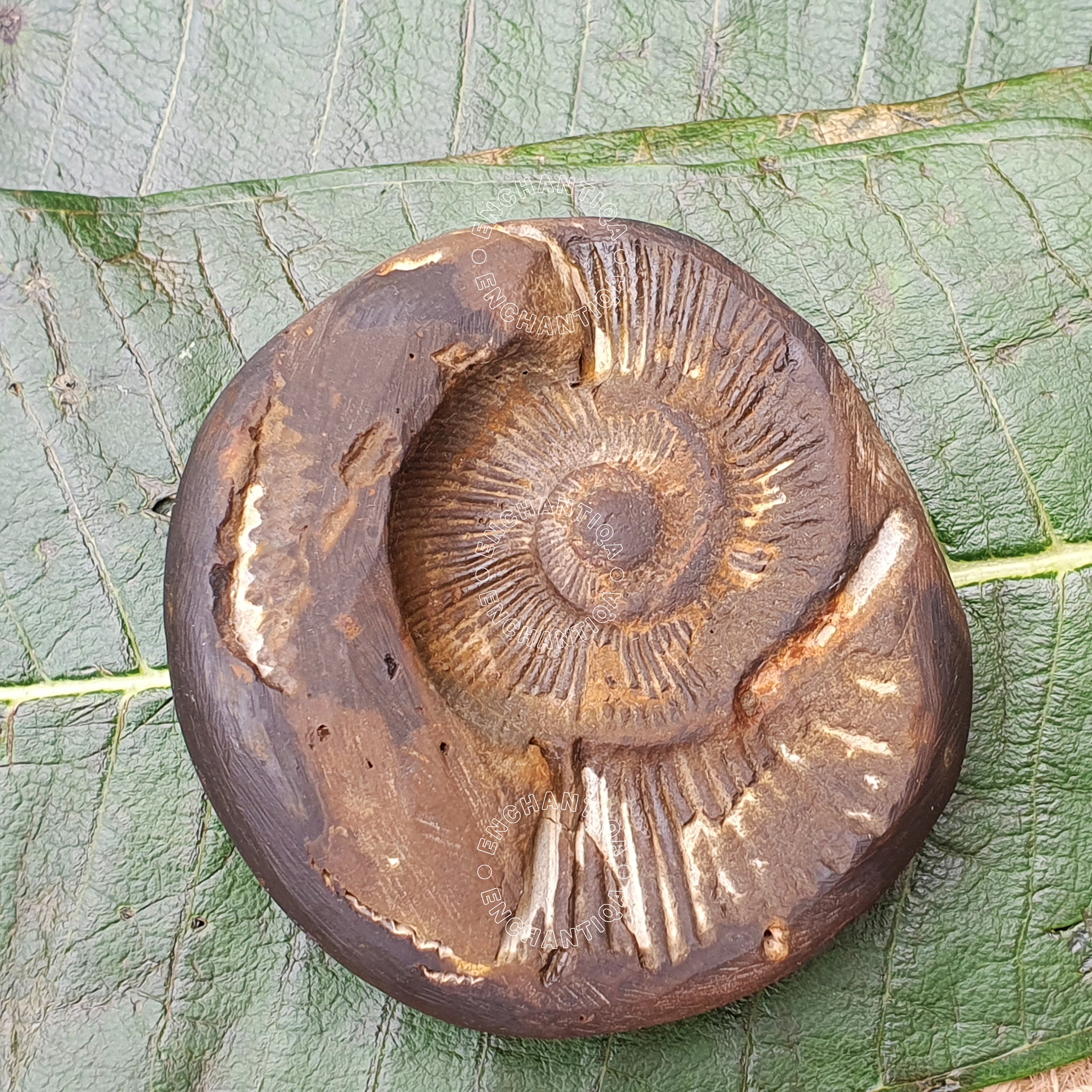 Rare White Yellow Shaligram, Rare Sudershan Shaligram, Religious Gifts ...