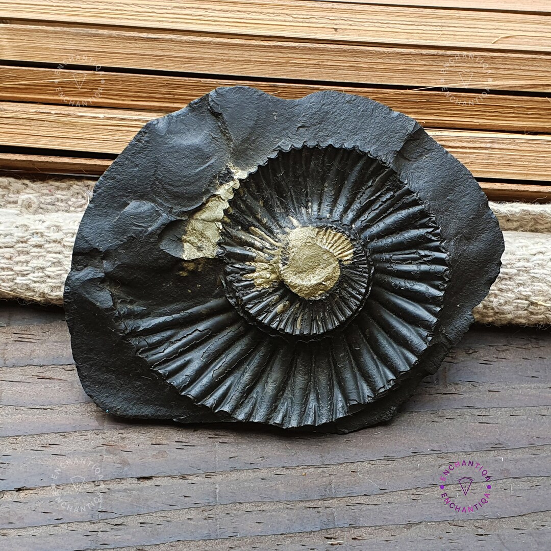 Golden Sacred Sudarshan Shaligram Stone Discover Divine Energies, Holy ...