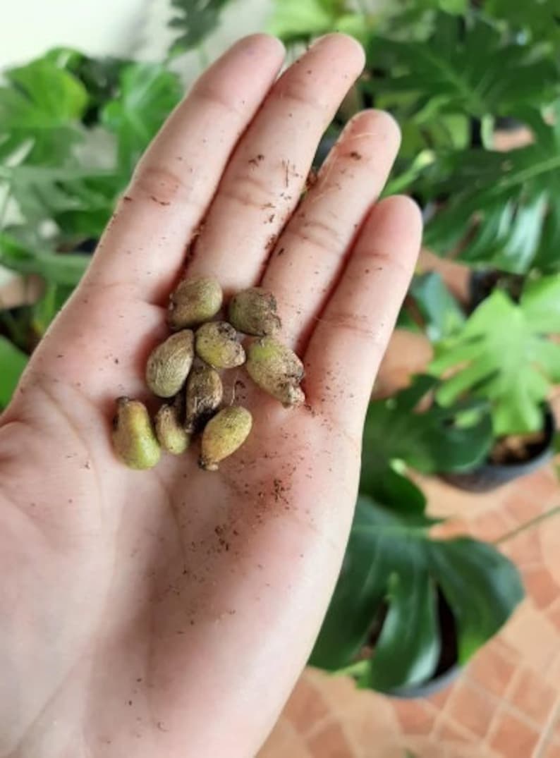 120 Monstera Deliciosa Albo Variegated Seeds Monstera White - Etsy ...