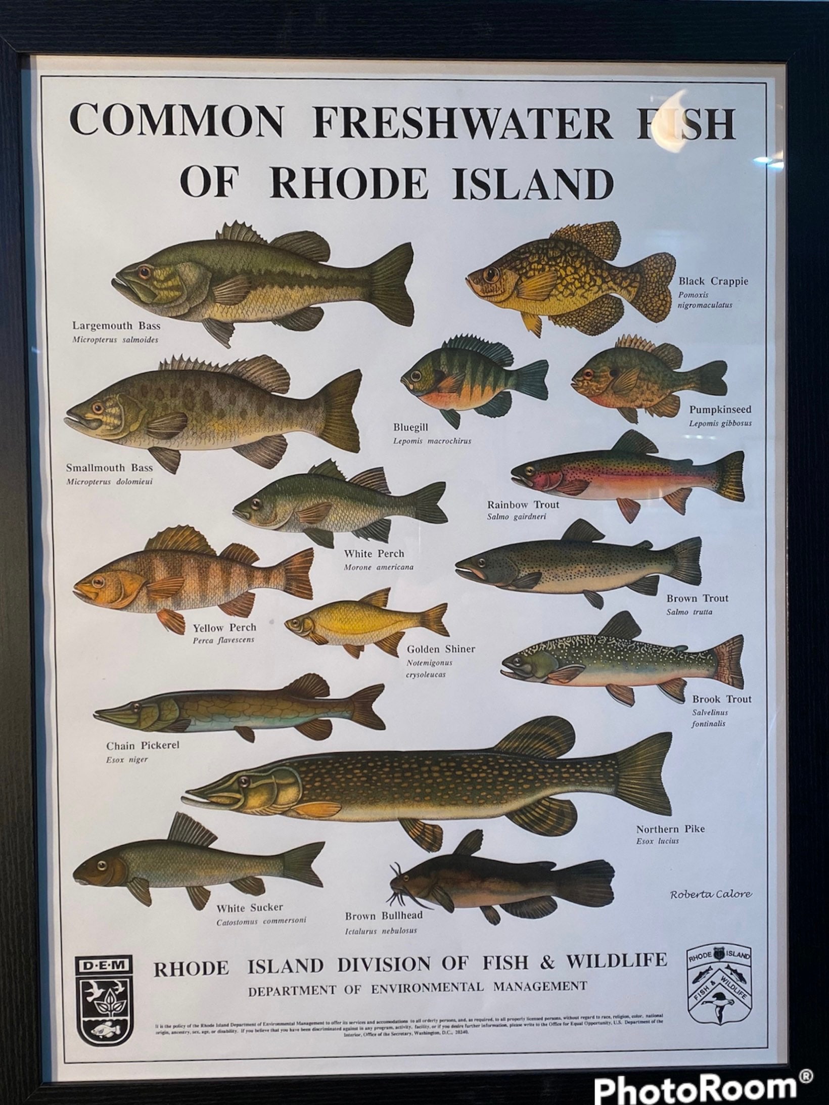 Art Print, Poster, Rhode Island, Fresh Water Fish, Roberta Calore ...