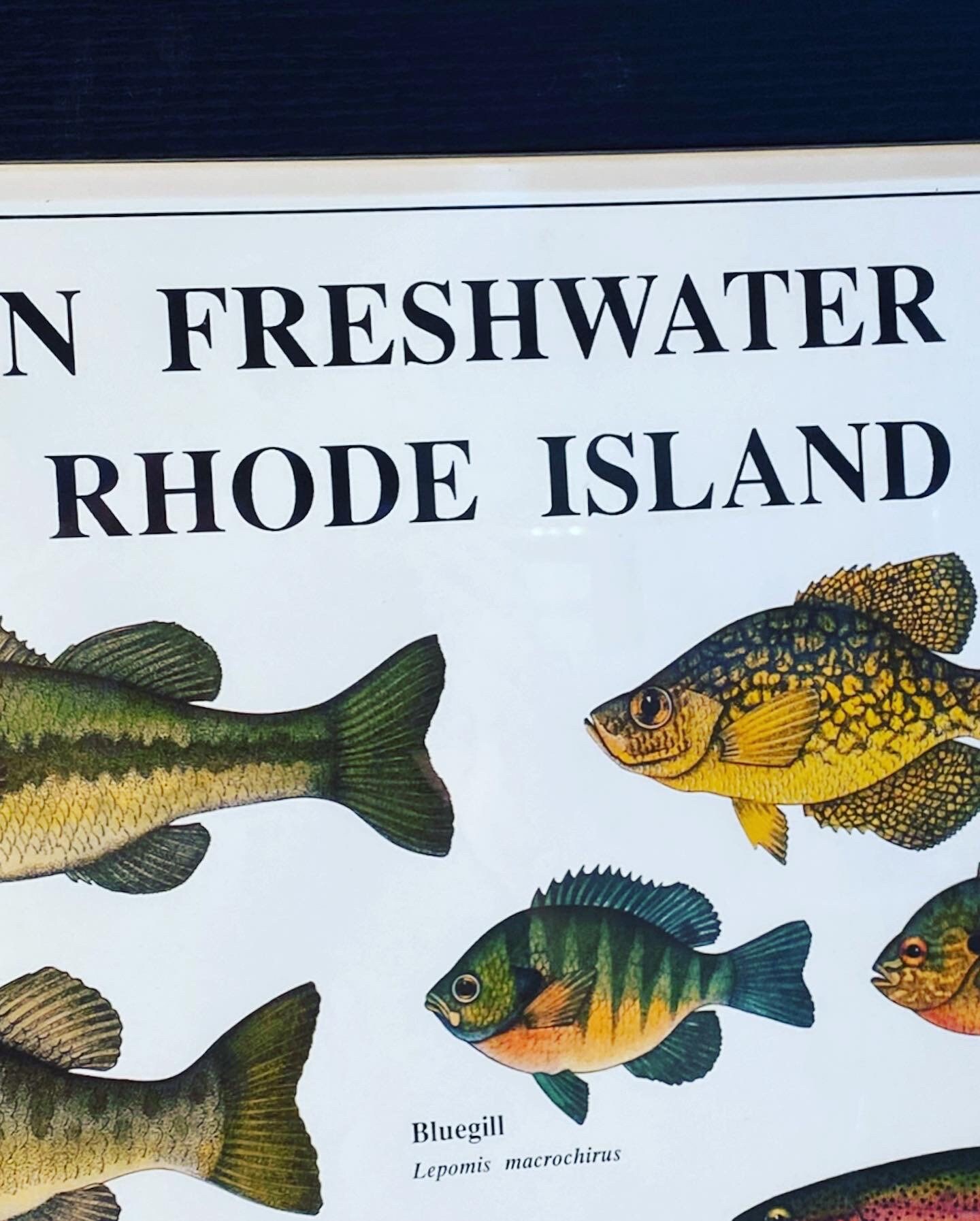 Rhode Island Fresh Water Fish Art Print: Vintage Roberta Calore Poster ...