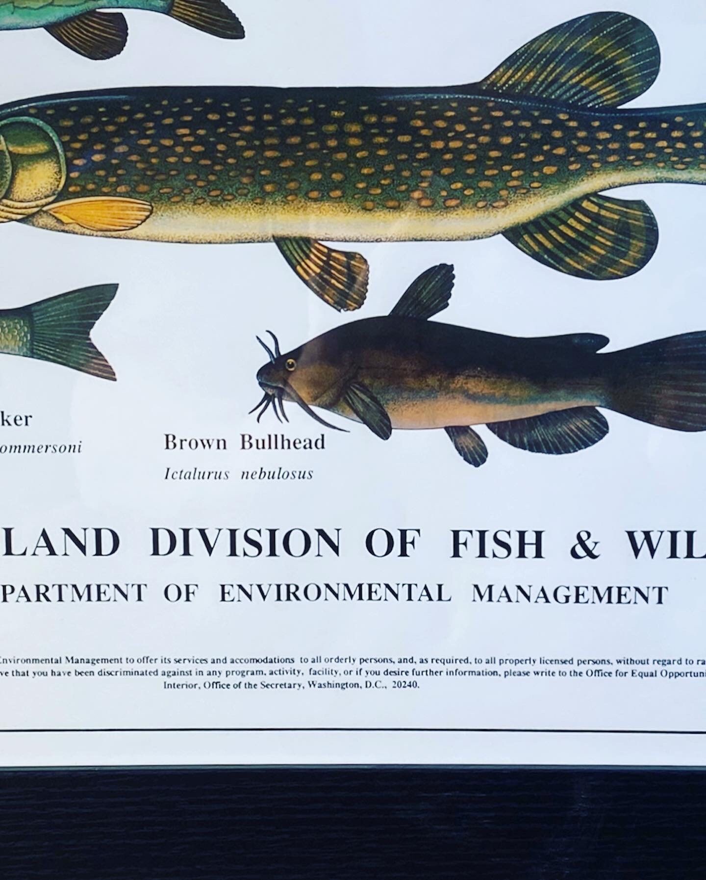 Rhode Island Fresh Water Fish Art Print: Vintage Roberta Calore Poster ...