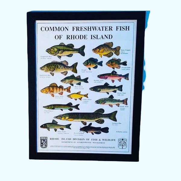 Fresh Water Fish Prints - Etsy