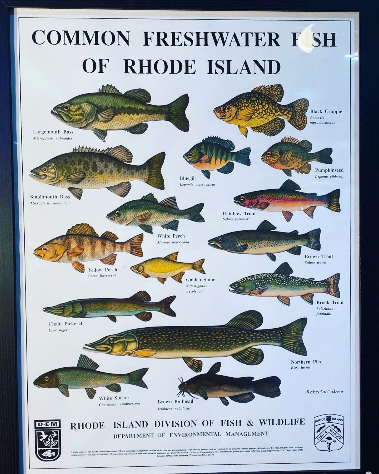 Rhode Island Fresh Water Fish Art Print: Vintage Roberta Calore Poster ...