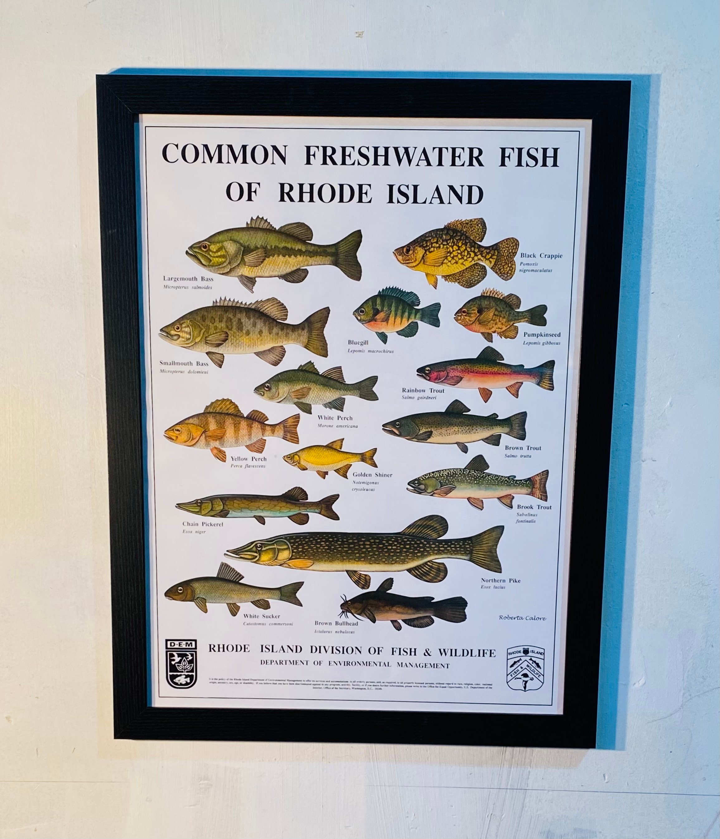 Rhode Island Fresh Water Fish Art Print: Vintage Roberta Calore Poster ...