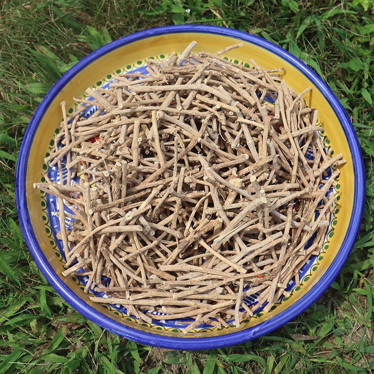 African Dream Root Silene Capensis xhosa Shamanic Dream - Etsy Canada