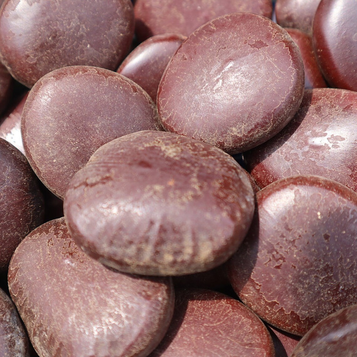 African Dream Bean USA Shipping Entada Rheedii Shamanic - Etsy