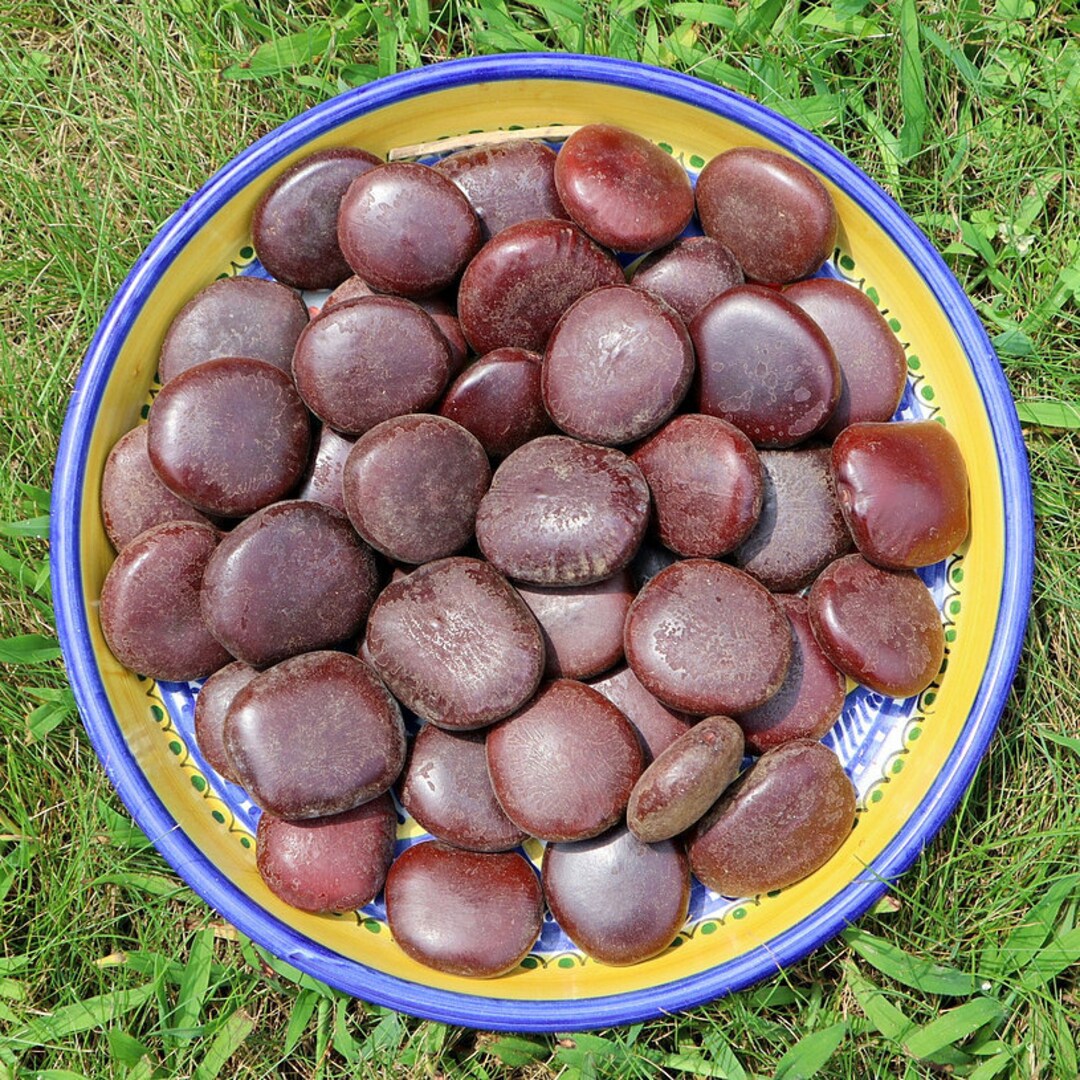 African Dream Bean *USA Shipping* - Entada Rheedii - Shamanic Dream ...