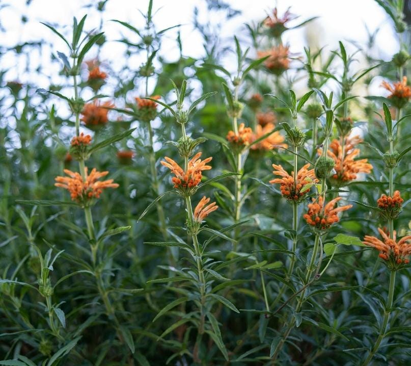 Wild Dagga Flower Tops | Leonotis Leonurus | USA Shipping - Etsy