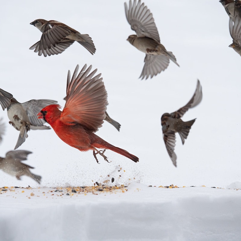 Cardinal in Flight - Etsy
