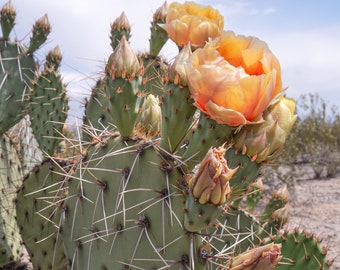 Cactus Bible Verse - Etsy