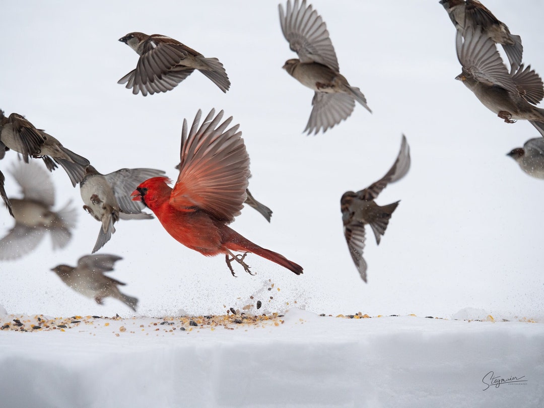 Snow Birds in Flight, Cardinal Photo, Bird Photography, Nature Wall Art ...