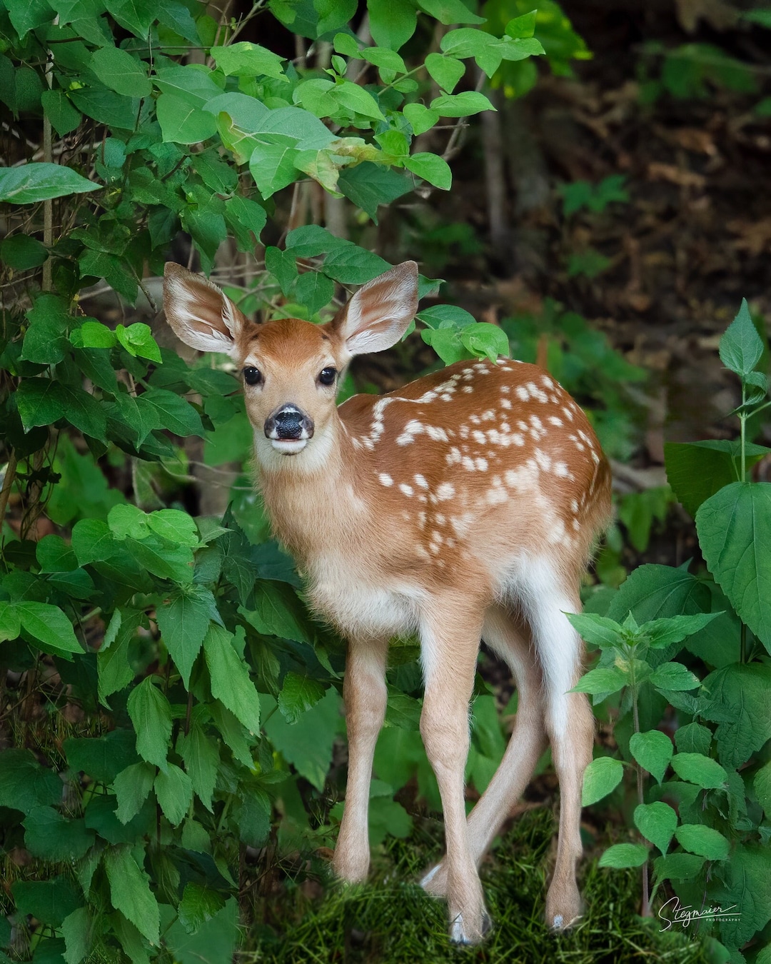 Fawn, Fawn Print, Baby Deer, White Tail Deer, Fawn Wall Art, Spotted ...