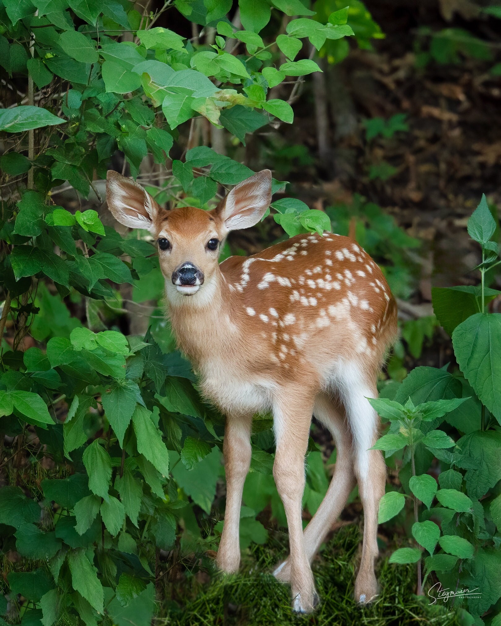 Fawn, Fawn Print, Baby Deer, White Tail Deer, Fawn Wall Art, Spotted ...