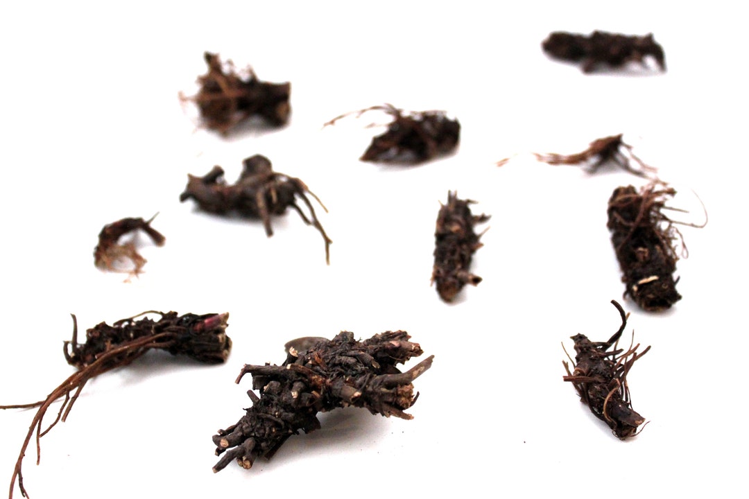 X1 Whole Root of St. Benedict's Herb (avens) - Exorcism, Purification ...