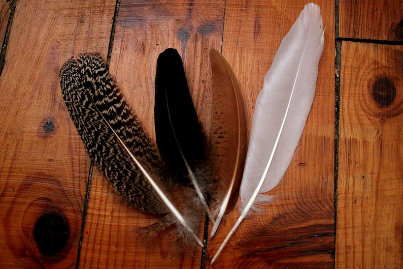 Peacock Feather Ethically Collected at the Time of Molting, Black White ...