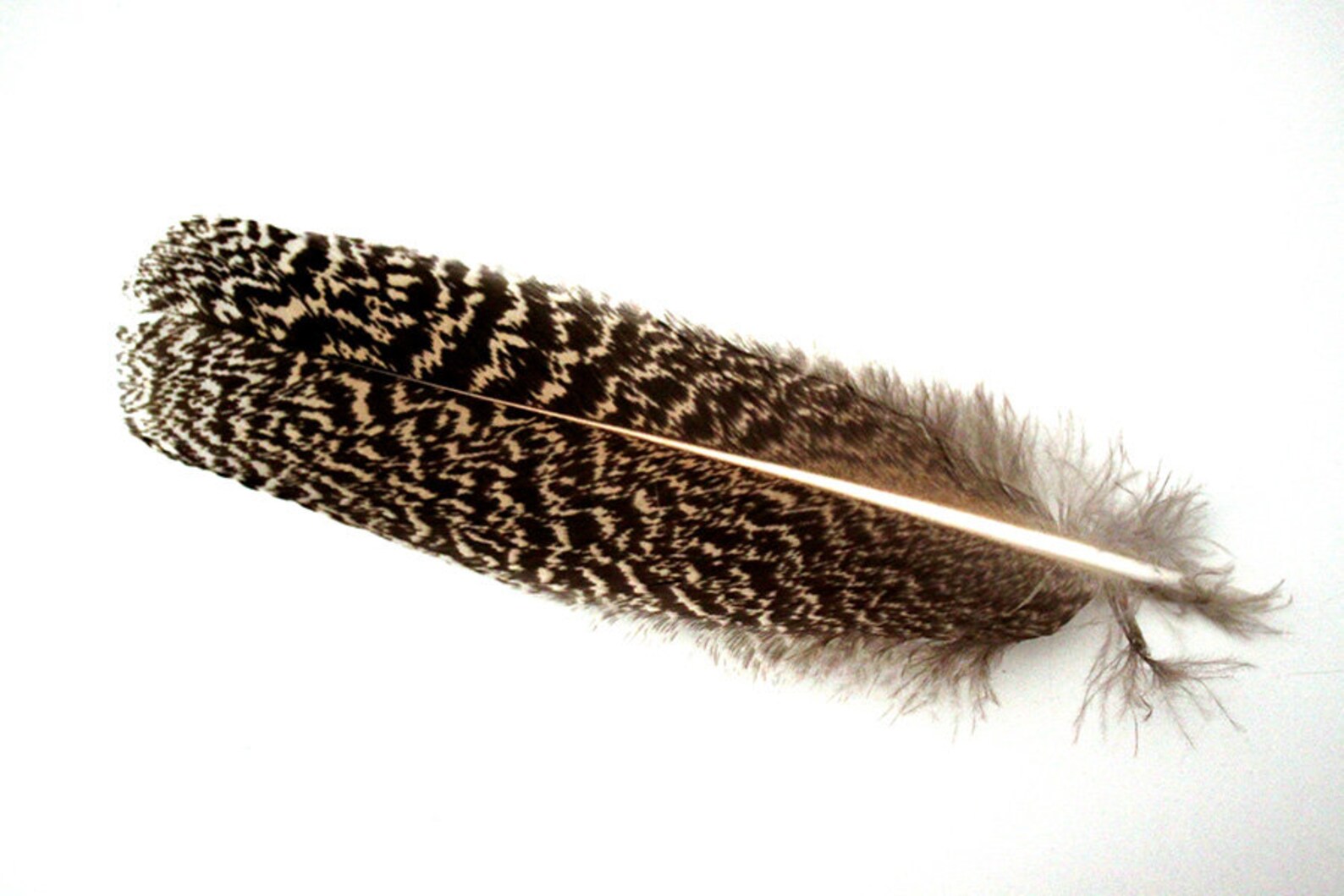 Peacock Feather Ethically Collected at the Time of Molting, Black White ...