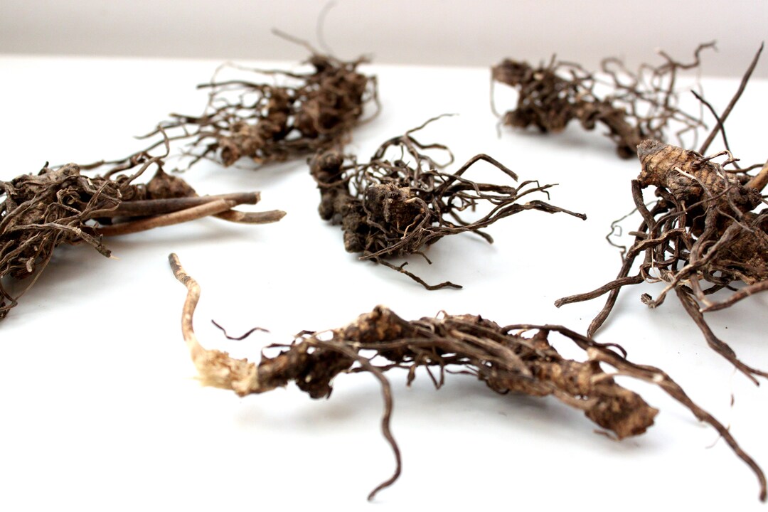 X5 Whole Roots of Broom to Protect the Hearth Butcher's Broom Voodoo ...