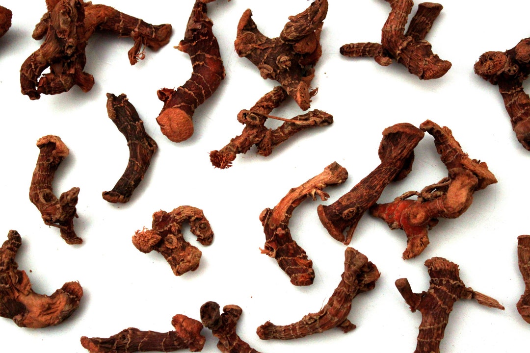 X3 Whole Low John Root - Keeps Bad Luck Away - Galangal - Voodoo Hoodoo ...