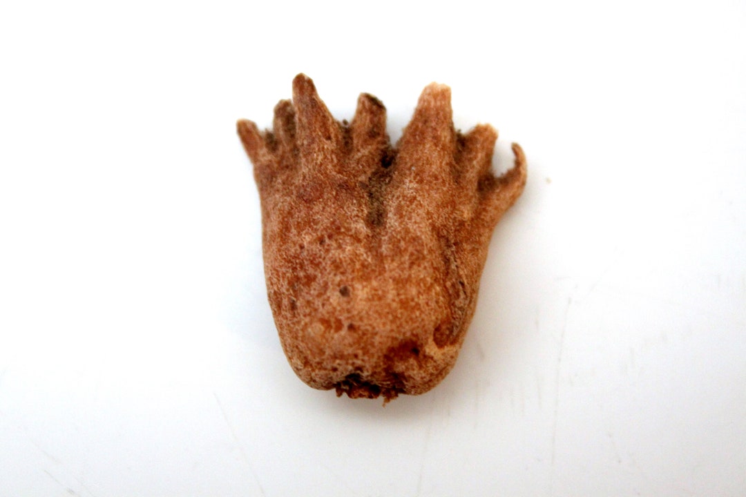 X1 Whole Root of Lucky Hand - Lucky Hand - Luck and Success - Voodoo ...