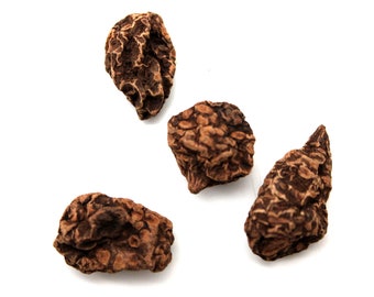 High John the Conqueror Root - Etsy