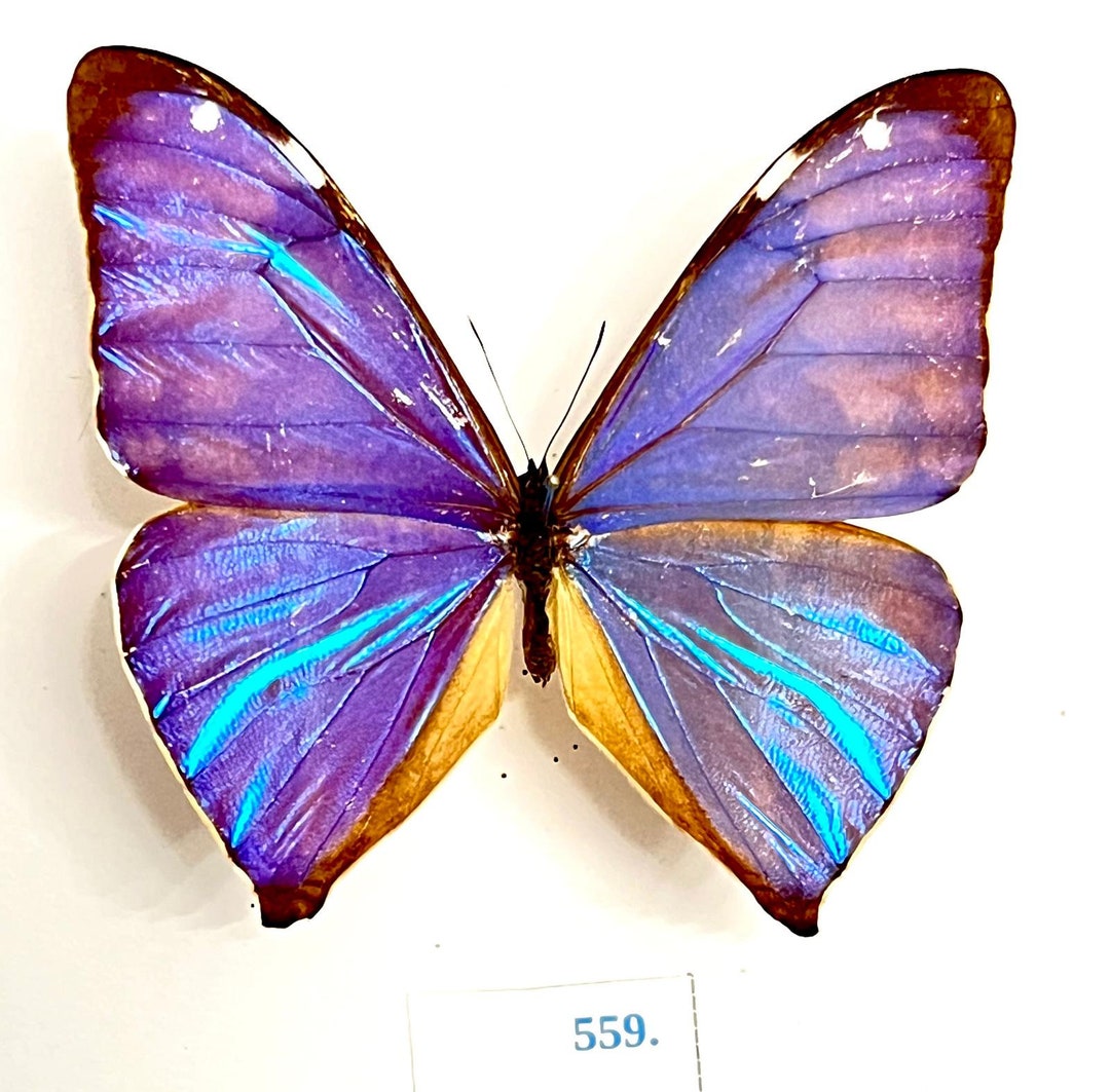 Morphidae Mounted ref.559 Morpho Aurora From Peru Insects for Your Art ...