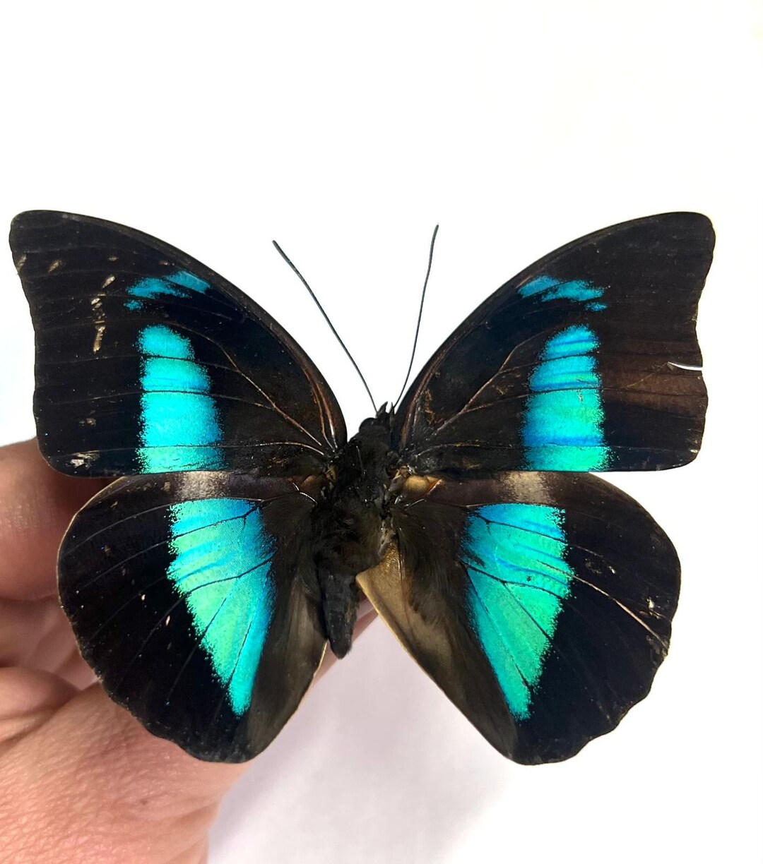 MOUNTED Prepona Demophon From Peru A- Butterflies & Insects for Your ...