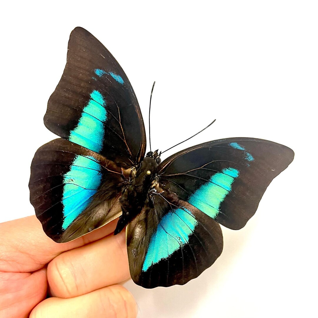 MOUNTED Prepona Demophon From Peru - Butterflies & Insects for Your Art ...