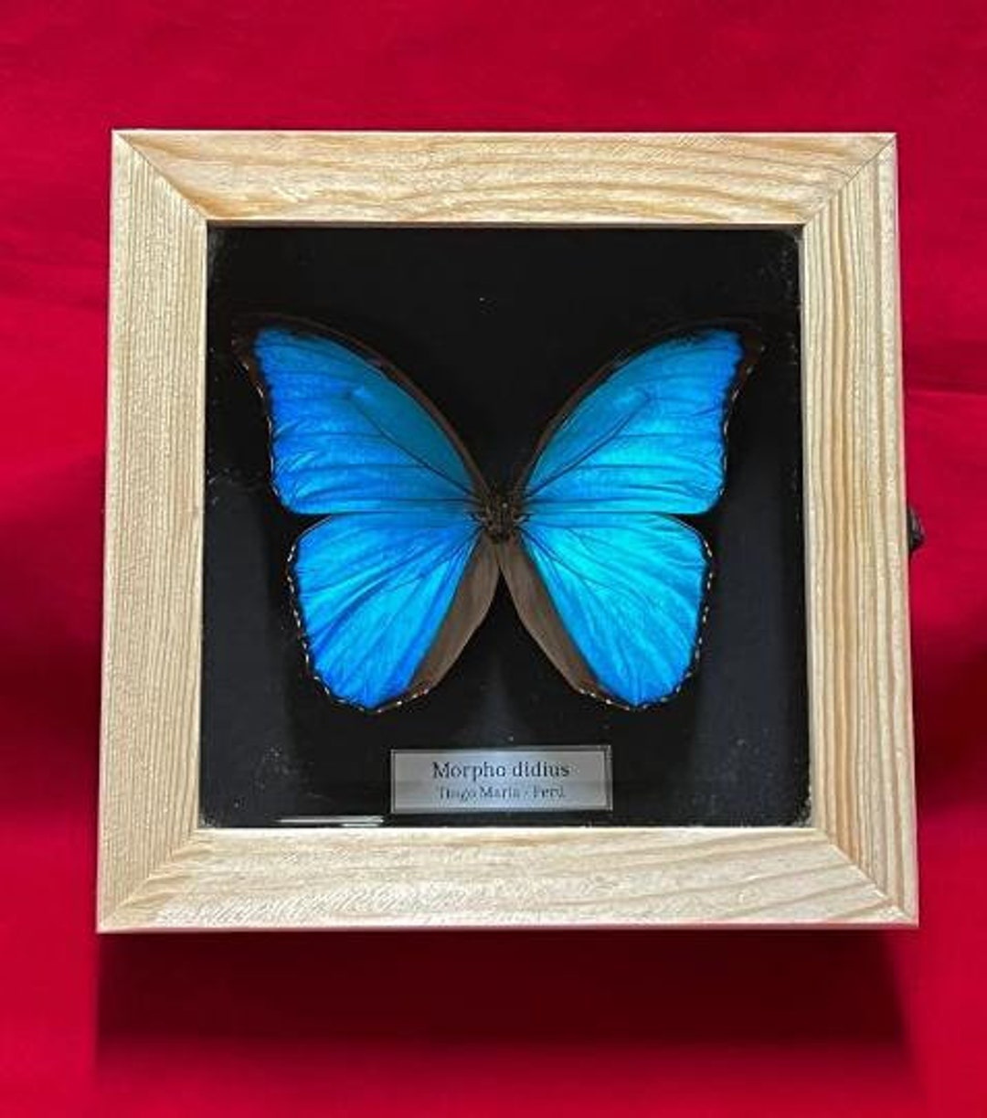 Morphidae- Morpho Didius Butterflies Framed in Wooden Box (black ...