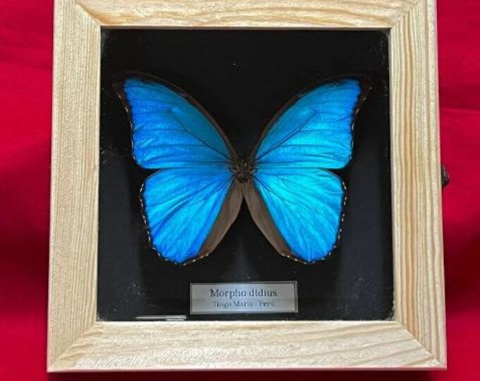 Morphidae- Morpho Didius Butterflies Framed in Wooden Box (black Background) - Etsy