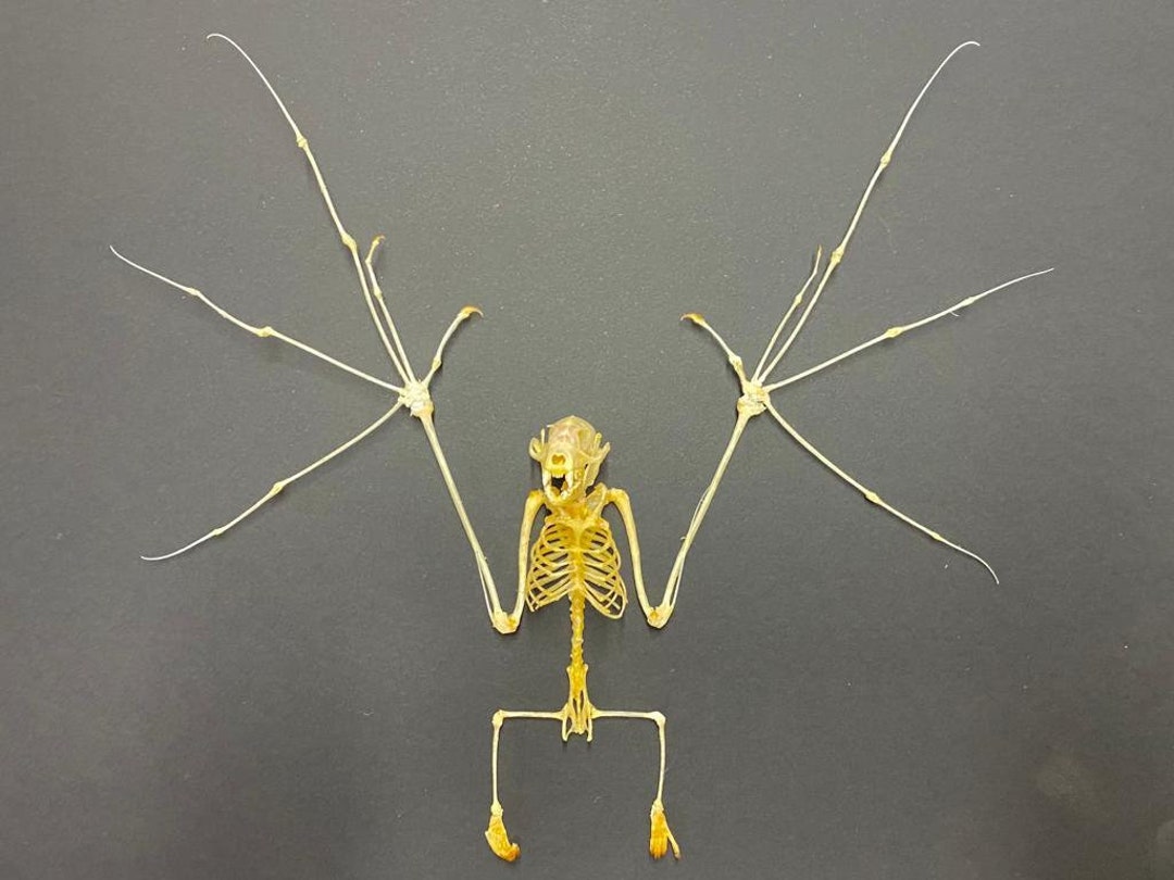 Nice Bat Skeleton Cynopterus Sphinx Excellent Quality Big - Etsy
