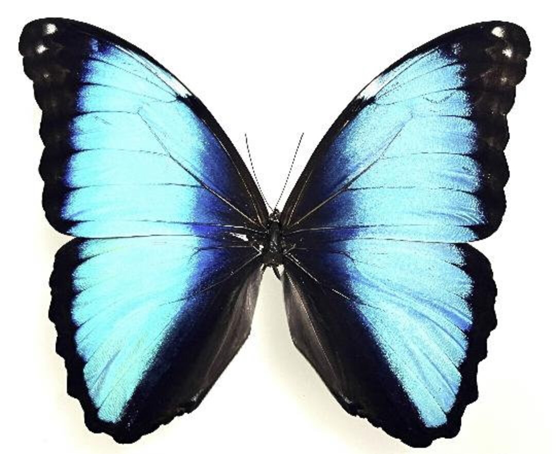 Morphidae- Mounted - Morpho Deidamia Mariae - Insects for Your Art ...