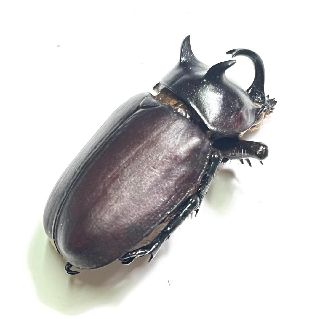 Unmounted - Dynastidae - Eupatorus Siamensis From Thailand - Insects ...