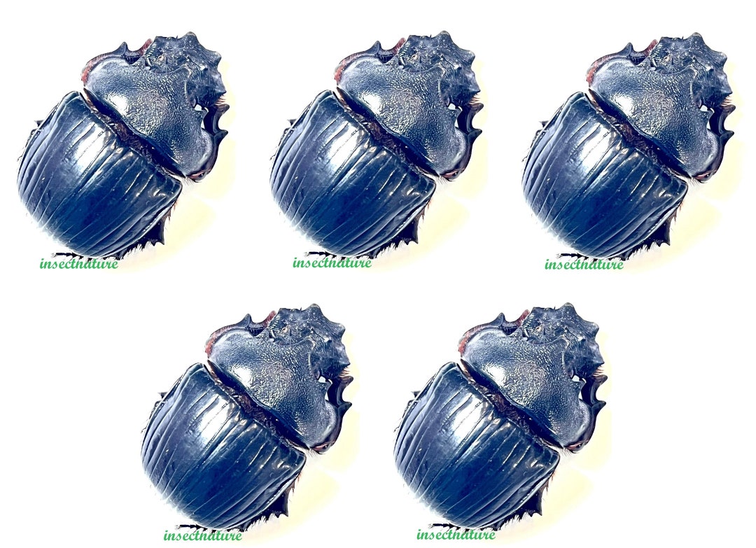 Wholesale X5 Rare & GIANT!!! Heliocopris Dilloni From Zambia 56-59mm ...