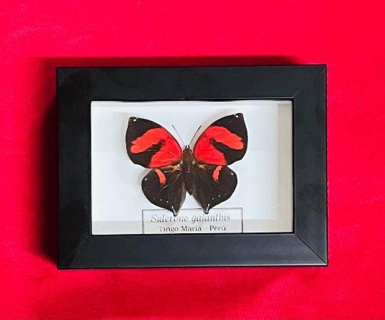 Siderone Galanthis Butterflies Black Framed - Etsy