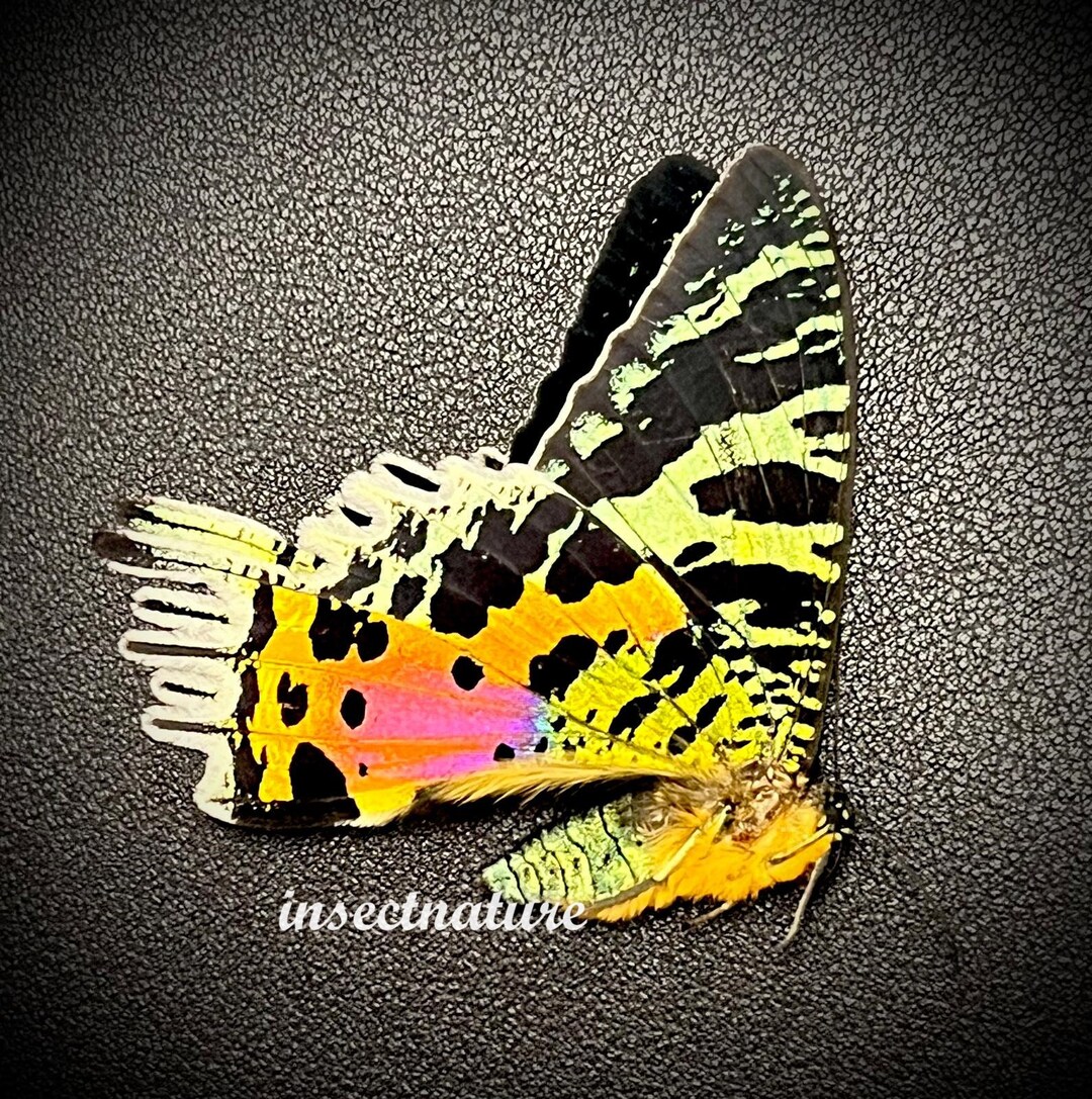 Urania Chrysiridia Ripheus "sunset Moth" Madagascar - Unmounted Insects ...